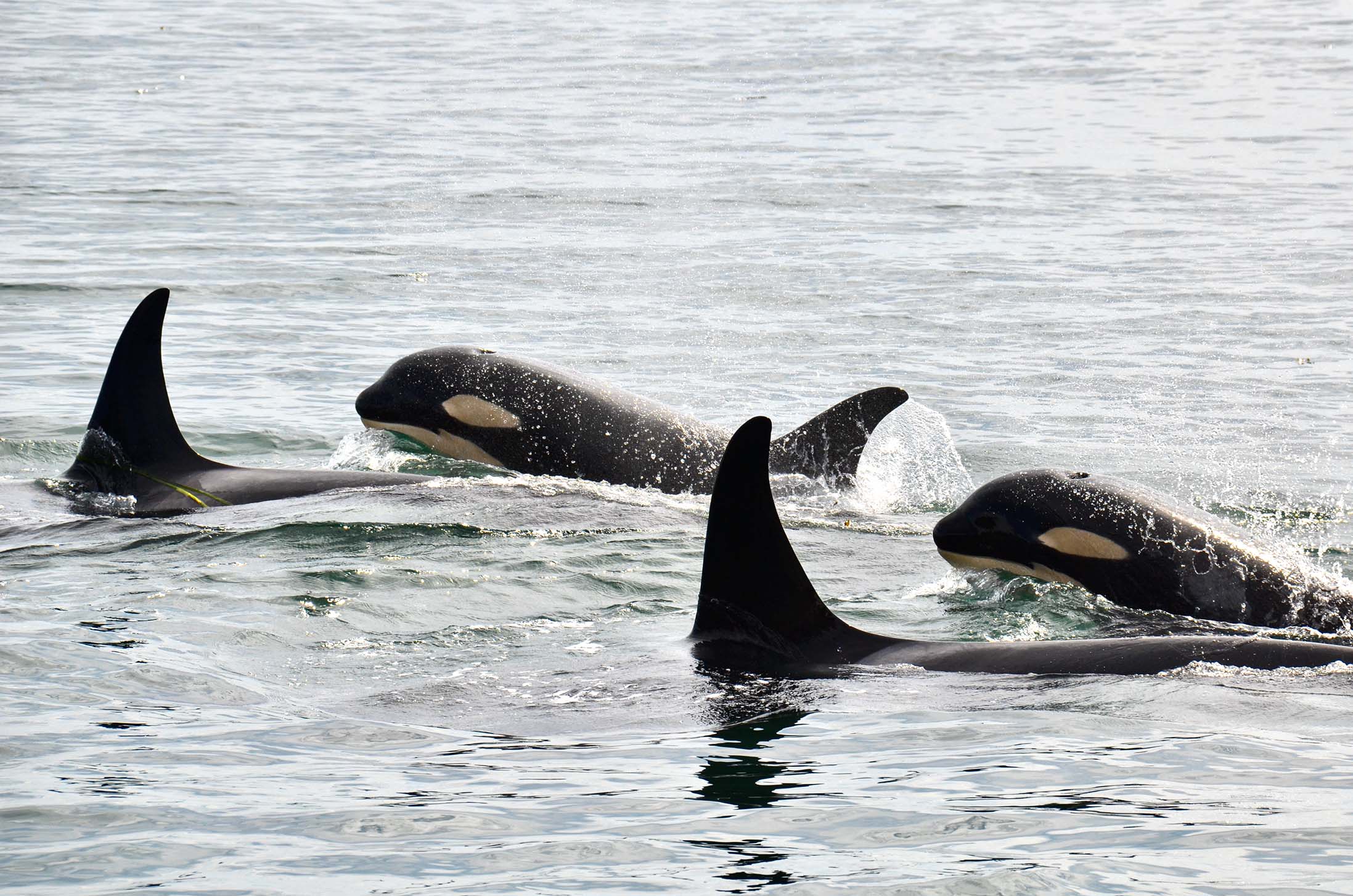 J Pod | Southern Residents Orcas